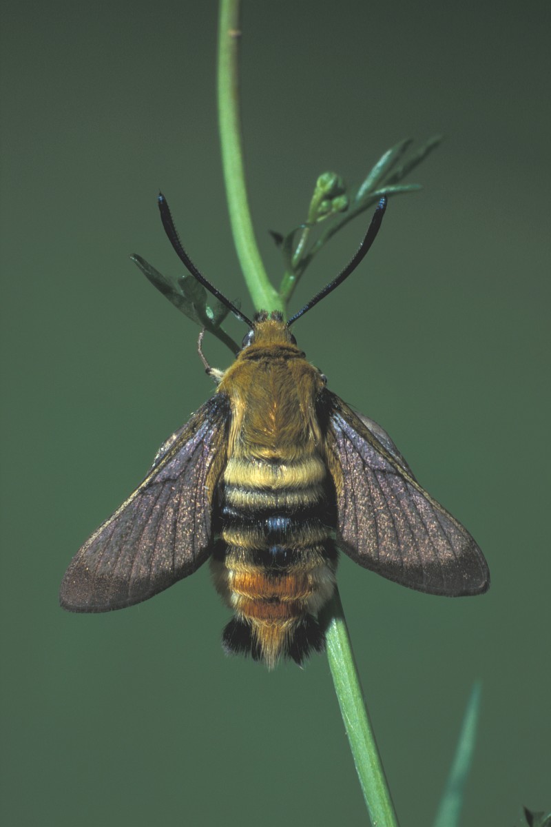Hemaris tityus, Narrow-bordered Bee Hawk-moth